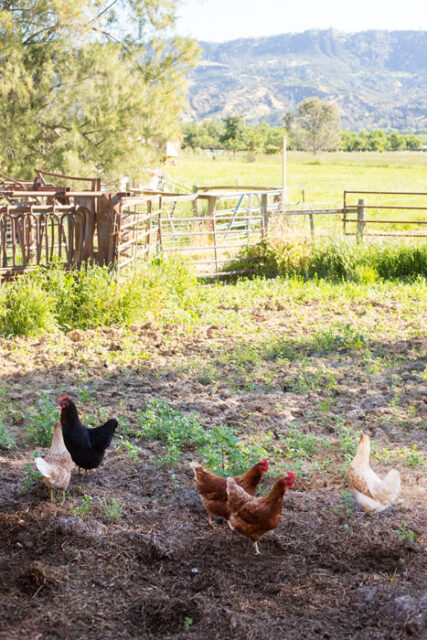 Pasture 42 Owners Farm Small But Think Big - Edible Sacramento