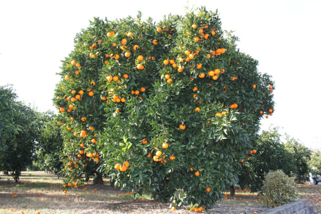 Mountain Mandarins - Experience Placer County’s Winter Gold Rush ...