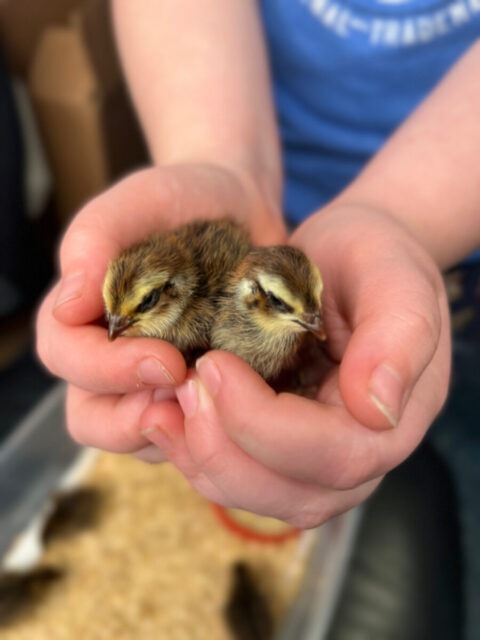 Hatching Your Own Quail With an At-Home-Kit - Edible Sacramento